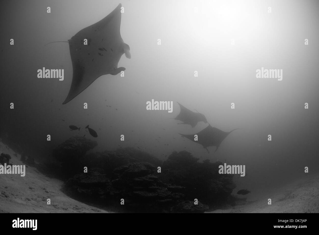 Mante e razze immagini e fotografie stock ad alta risoluzione - Alamy