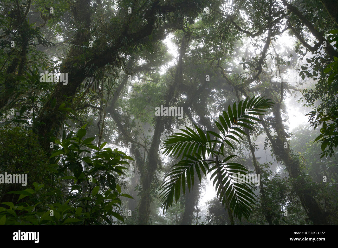 Serra della foresta pluviale della costa rica immagini e fotografie ...