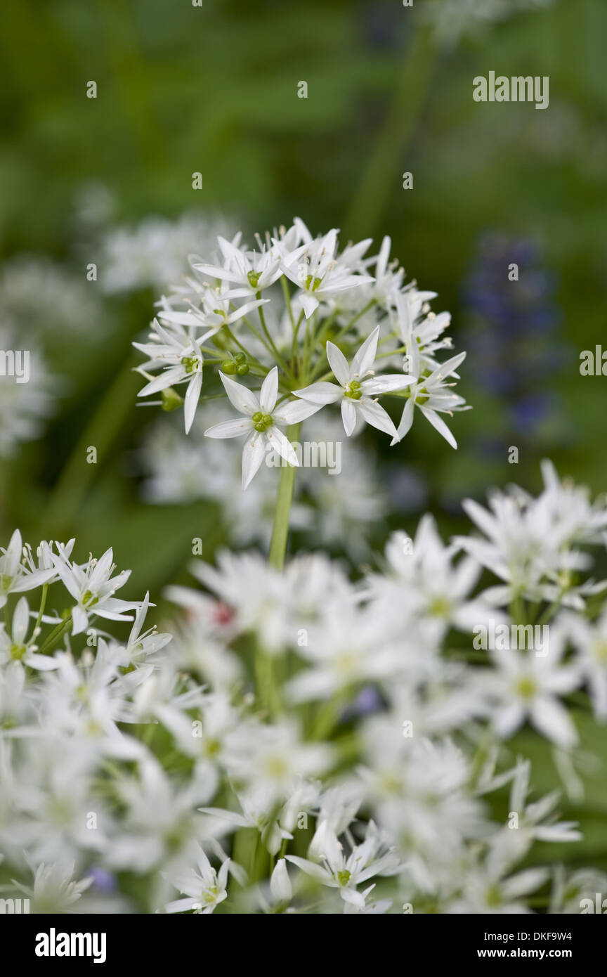 Ramsons detail immagini e fotografie stock ad alta risoluzione - Alamy