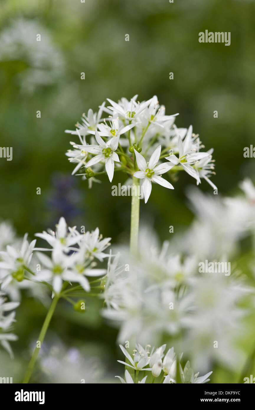 Ramsons detail immagini e fotografie stock ad alta risoluzione - Alamy