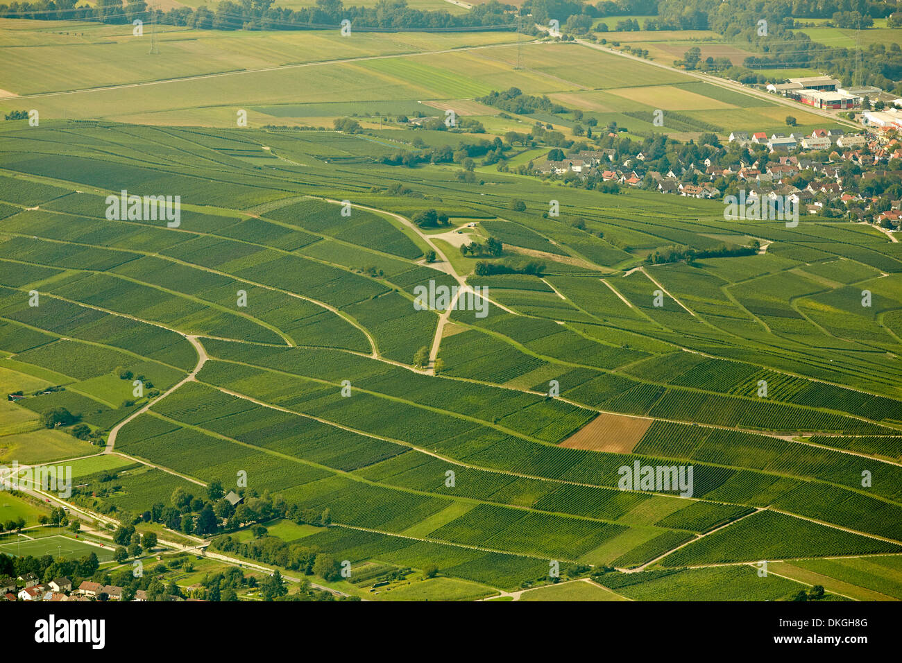 Vigneti a Batzenberg, Schallstadt, Baden-Wuerttemberg, Germania, foto ...