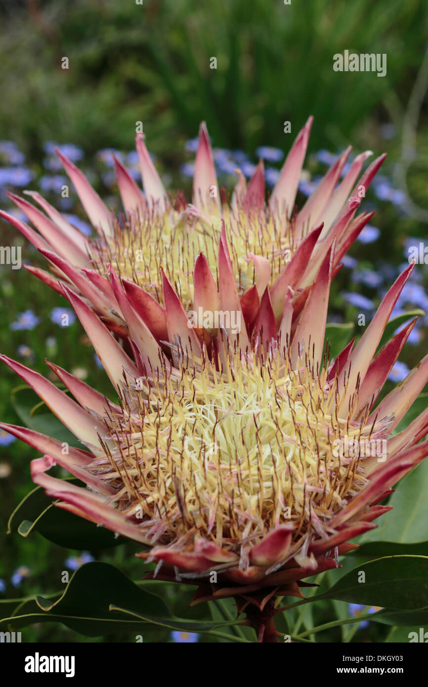 National flower of south africa immagini e fotografie stock ad alta ...