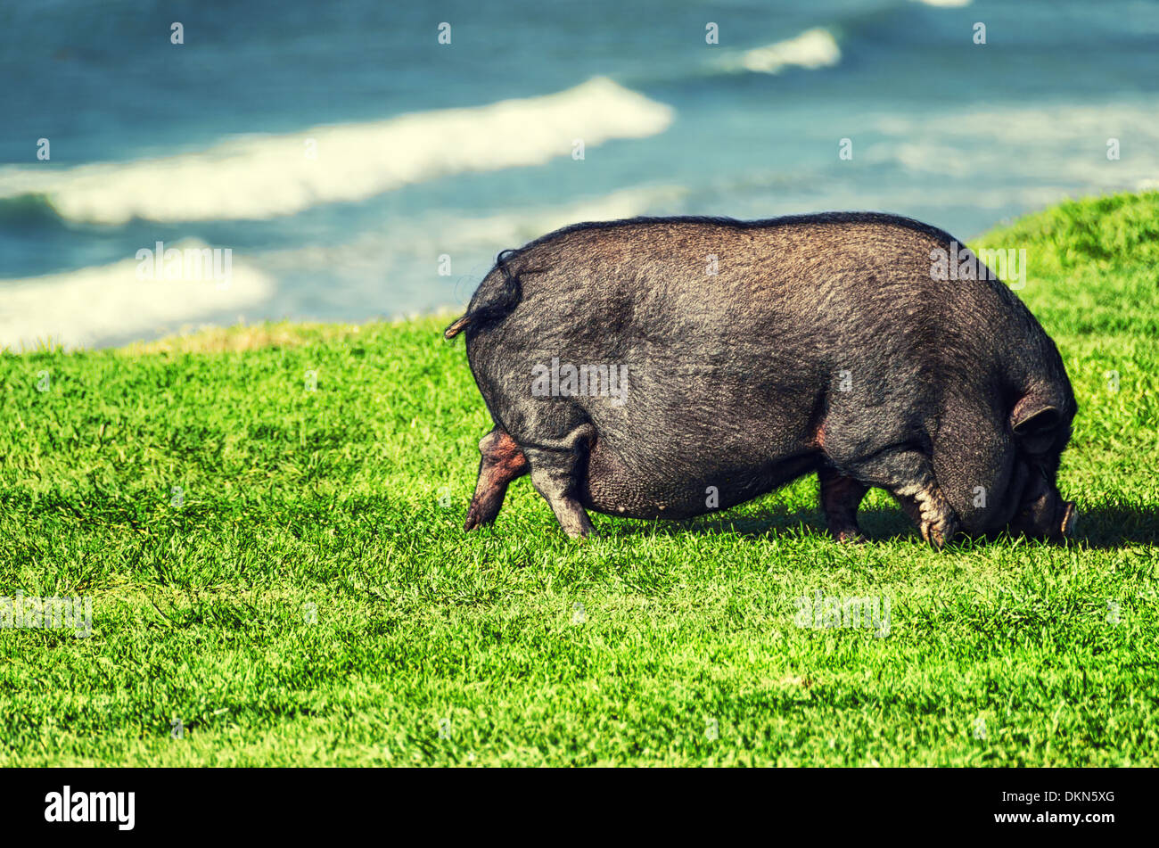 Legge di roaming immagini e fotografie stock ad alta risoluzione - Alamy