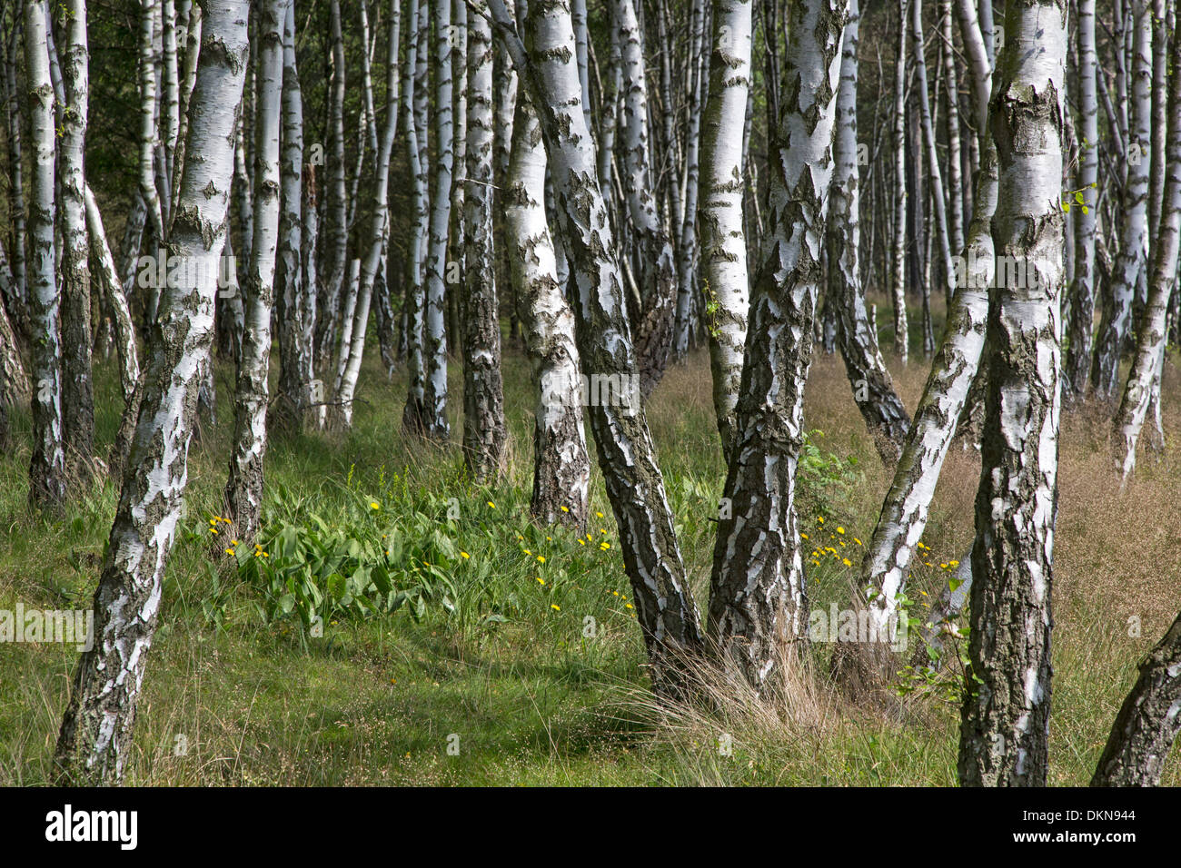 Foresta di betulle immagini e fotografie stock ad alta risoluzione - Alamy