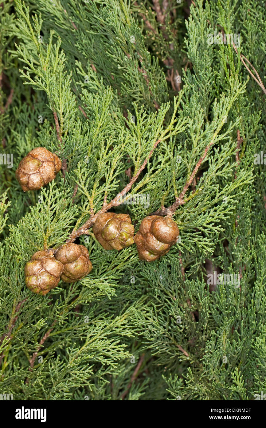 Trauerzypresse quei cupressus sempervirens immagini e fotografie stock ...