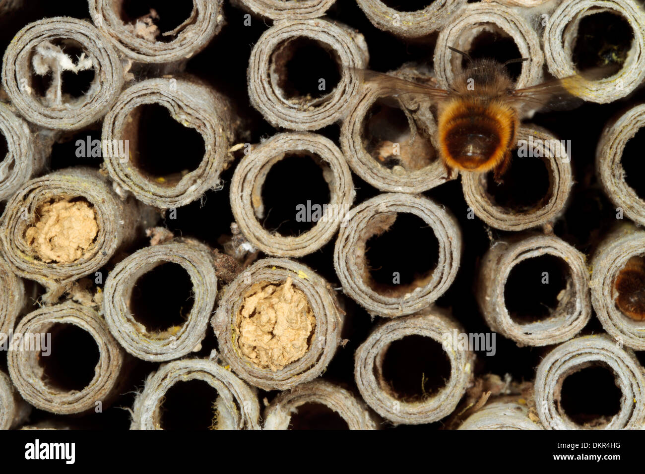 Nido di api muratore rosso immagini e fotografie stock ad alta ...