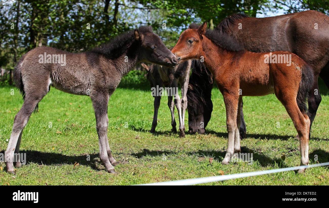 Pony di razza rara immagini e fotografie stock ad alta risoluzione - Alamy