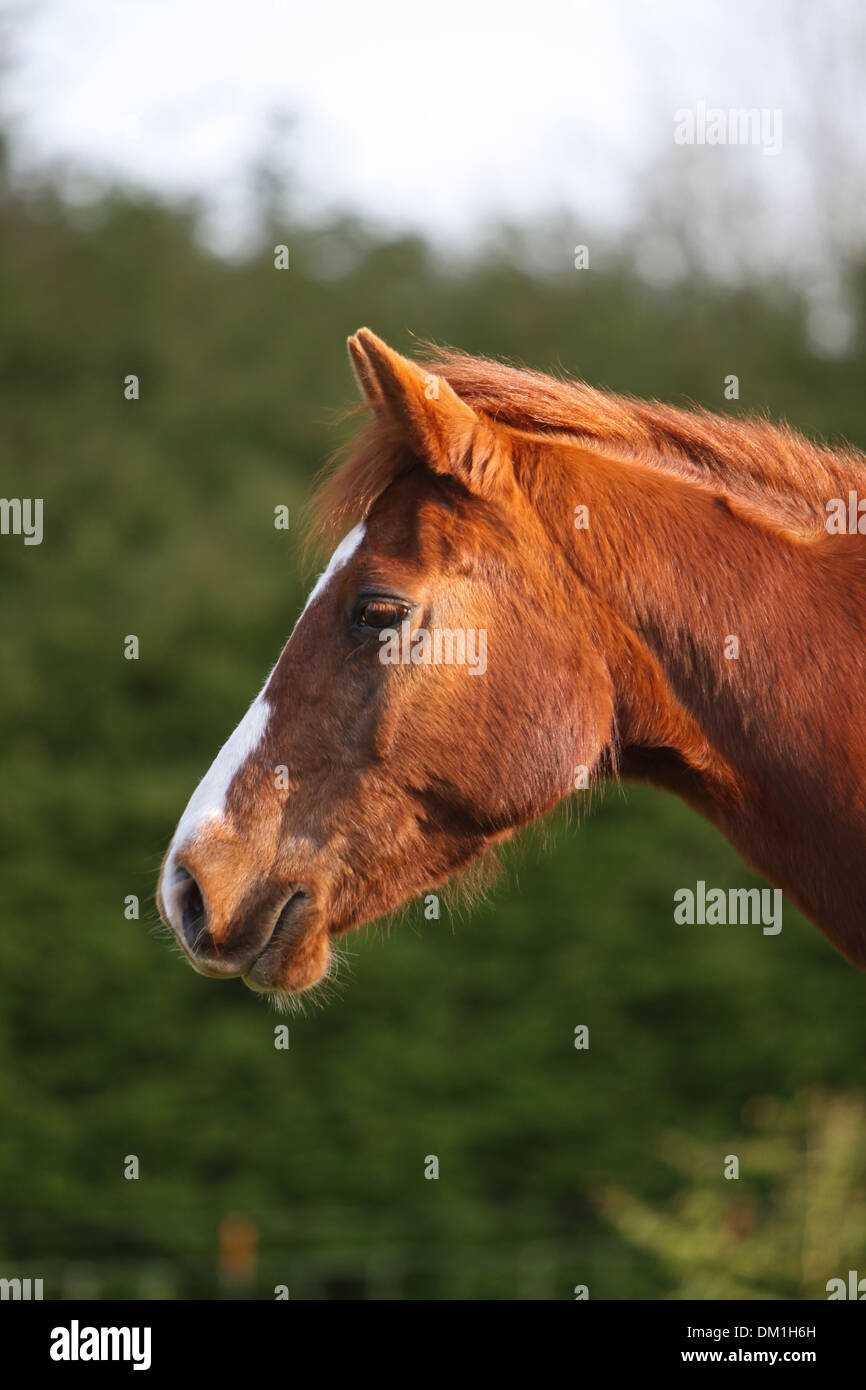 Colpo alla testa dello stallone immagini e fotografie stock ad alta ...