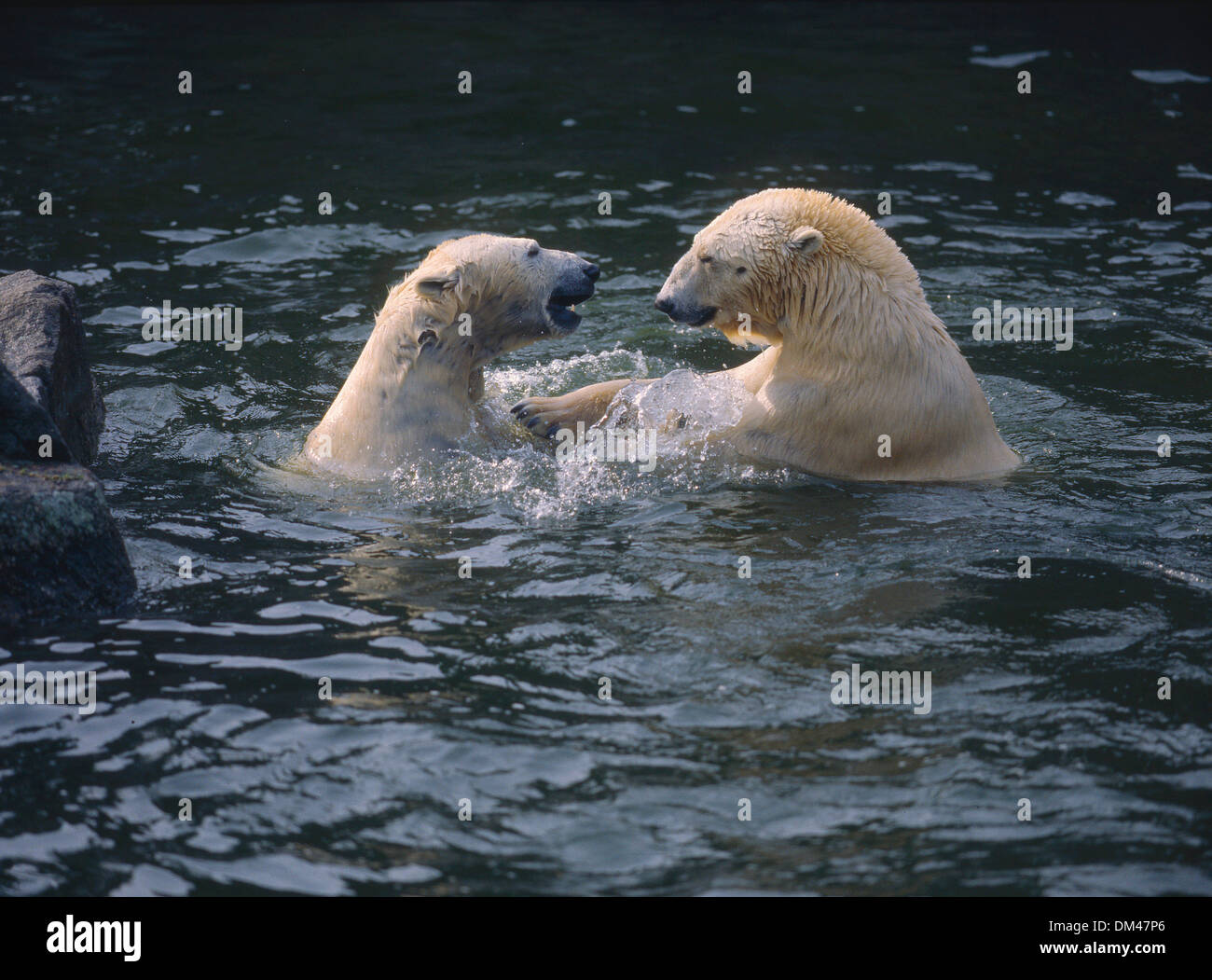 Nuoto allo zoo di orso polare immagini e fotografie stock ad alta ...