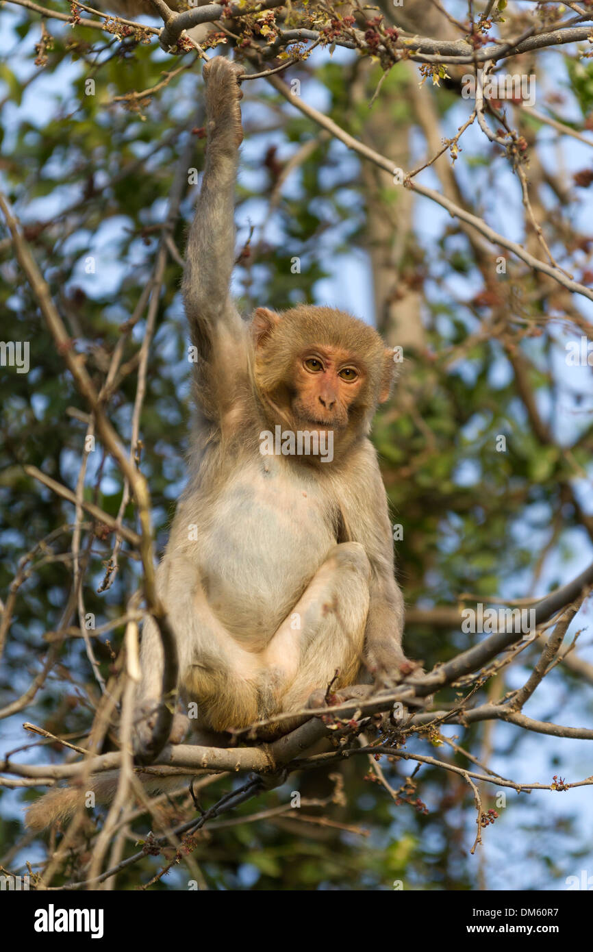 India macaca mulatta primate old world rhesus monkey macaque immagini e ...