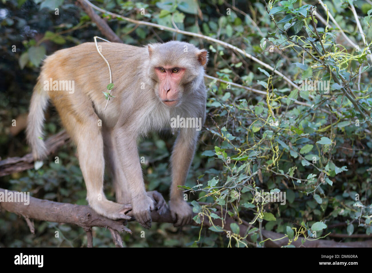 India macaca mulatta primate old world rhesus monkey macaque immagini e ...