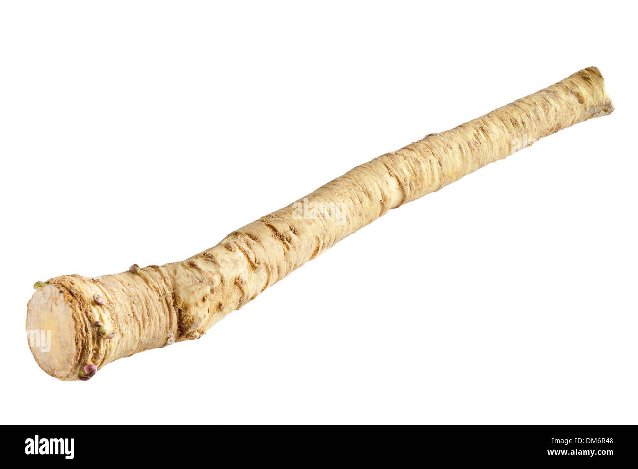 Rafano fresco immagini e fotografie stock ad alta risoluzione - Alamy