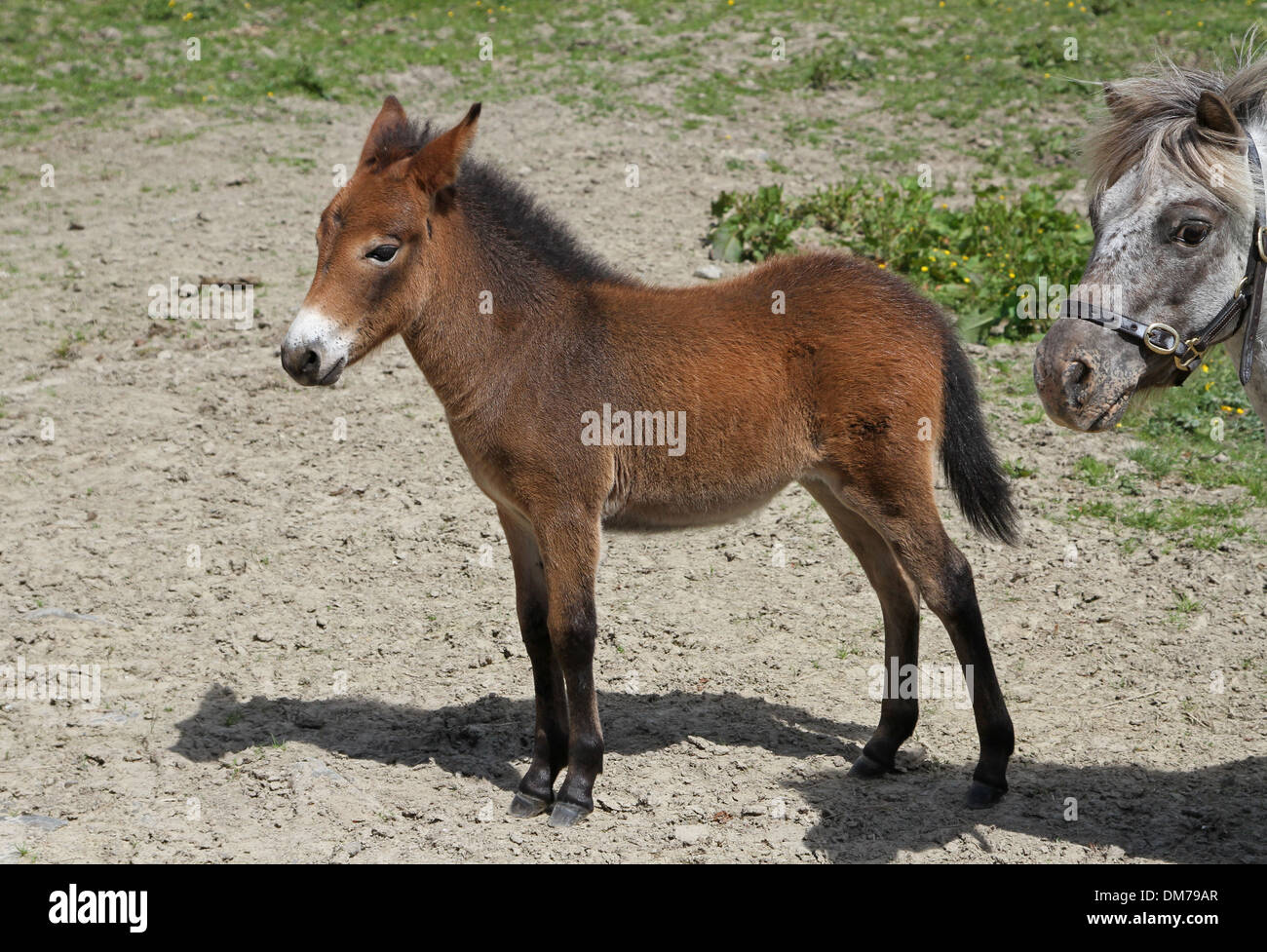 Mini pony immagini e fotografie stock ad alta risoluzione - Alamy