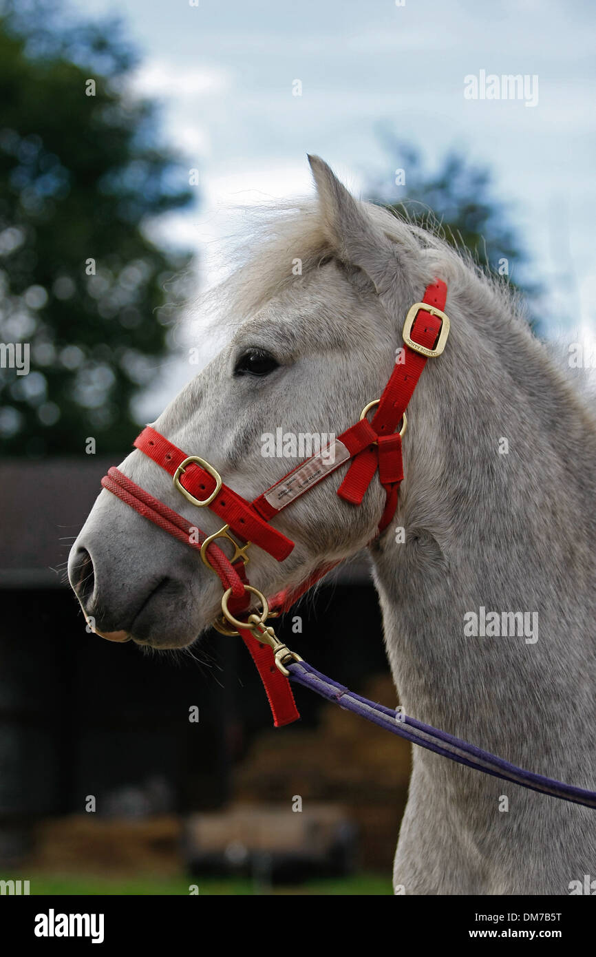 Colpo alla testa dello stallone immagini e fotografie stock ad alta ...