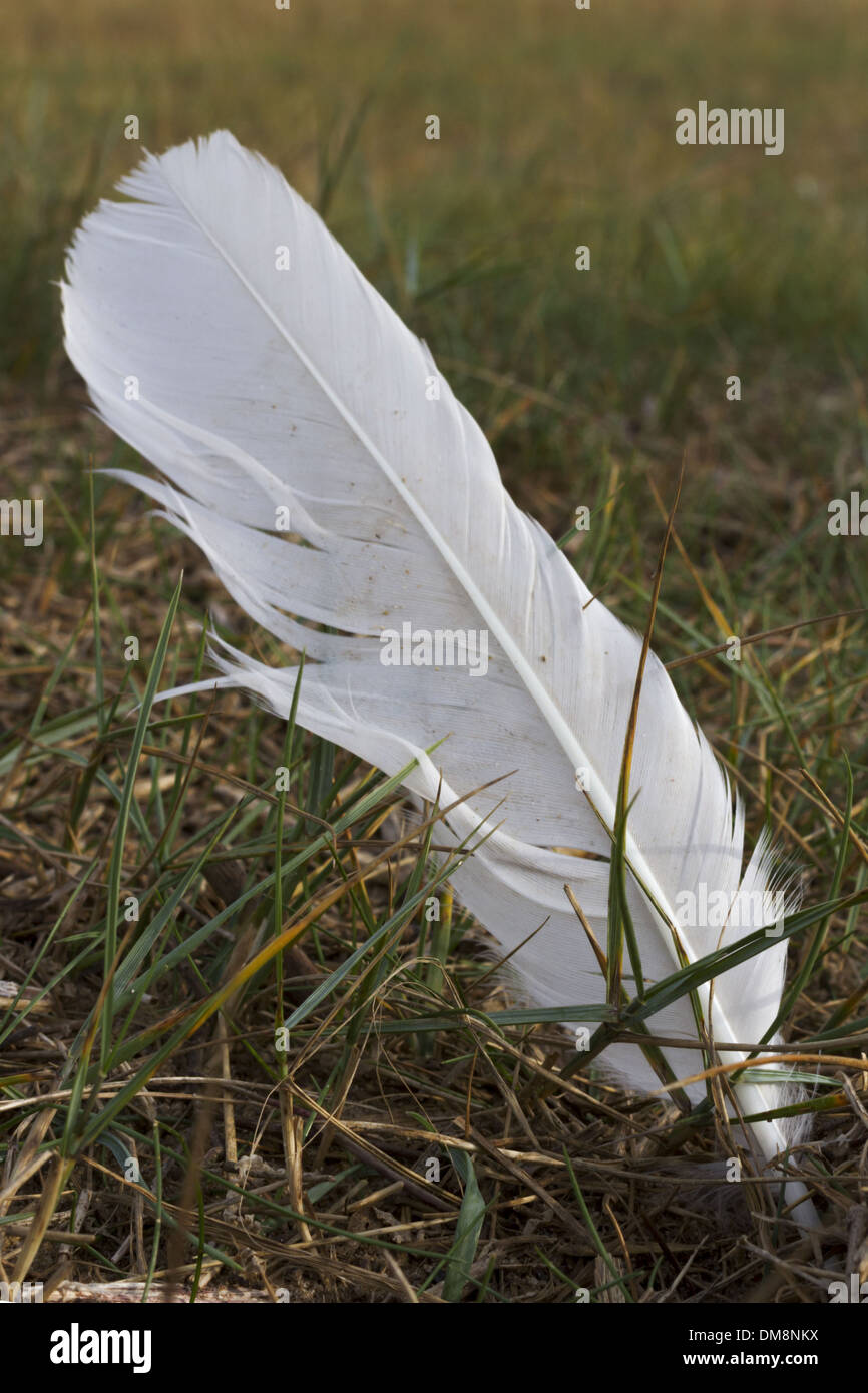 Piuma piuma bianca immagini e fotografie stock ad alta risoluzione - Alamy
