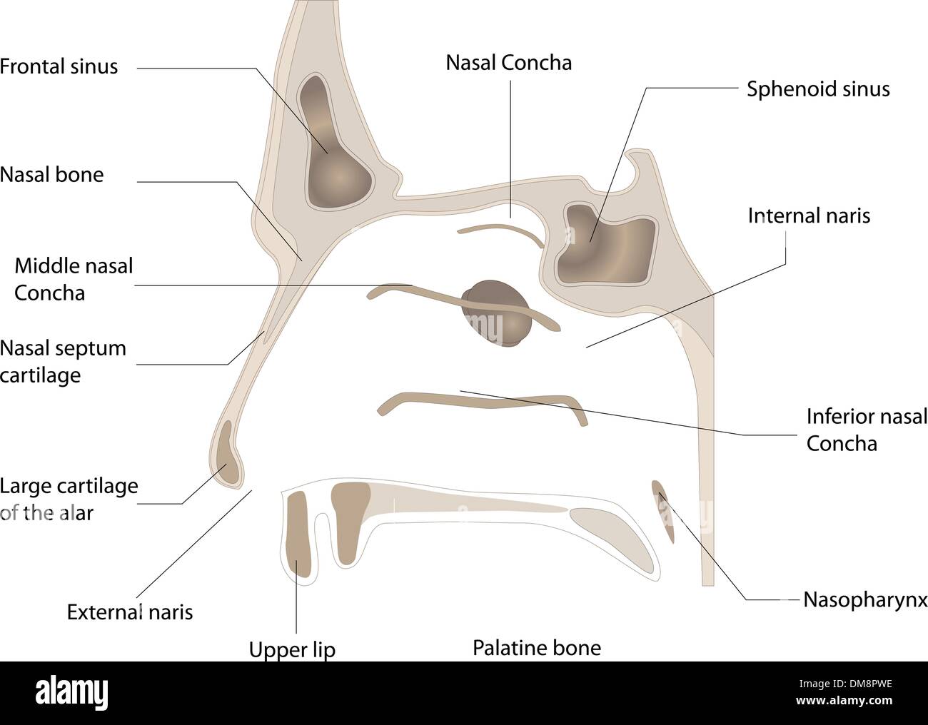 Anatomia del naso immagini e fotografie stock ad alta risoluzione - Alamy