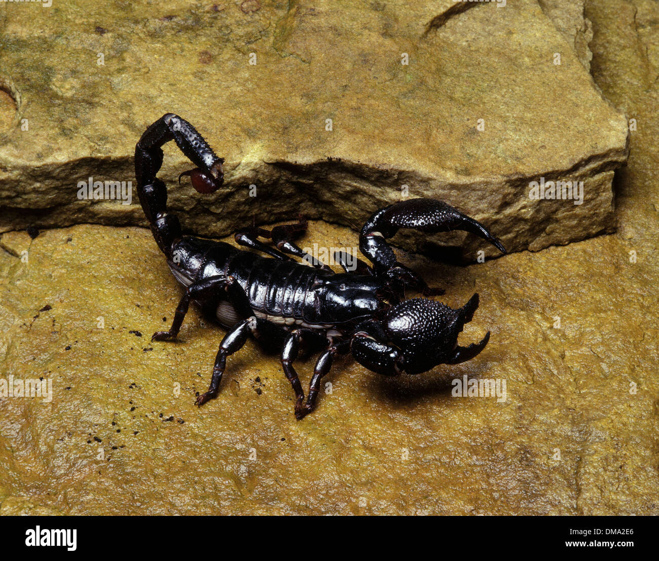 Imperial scorpion immagini e fotografie stock ad alta risoluzione - Alamy