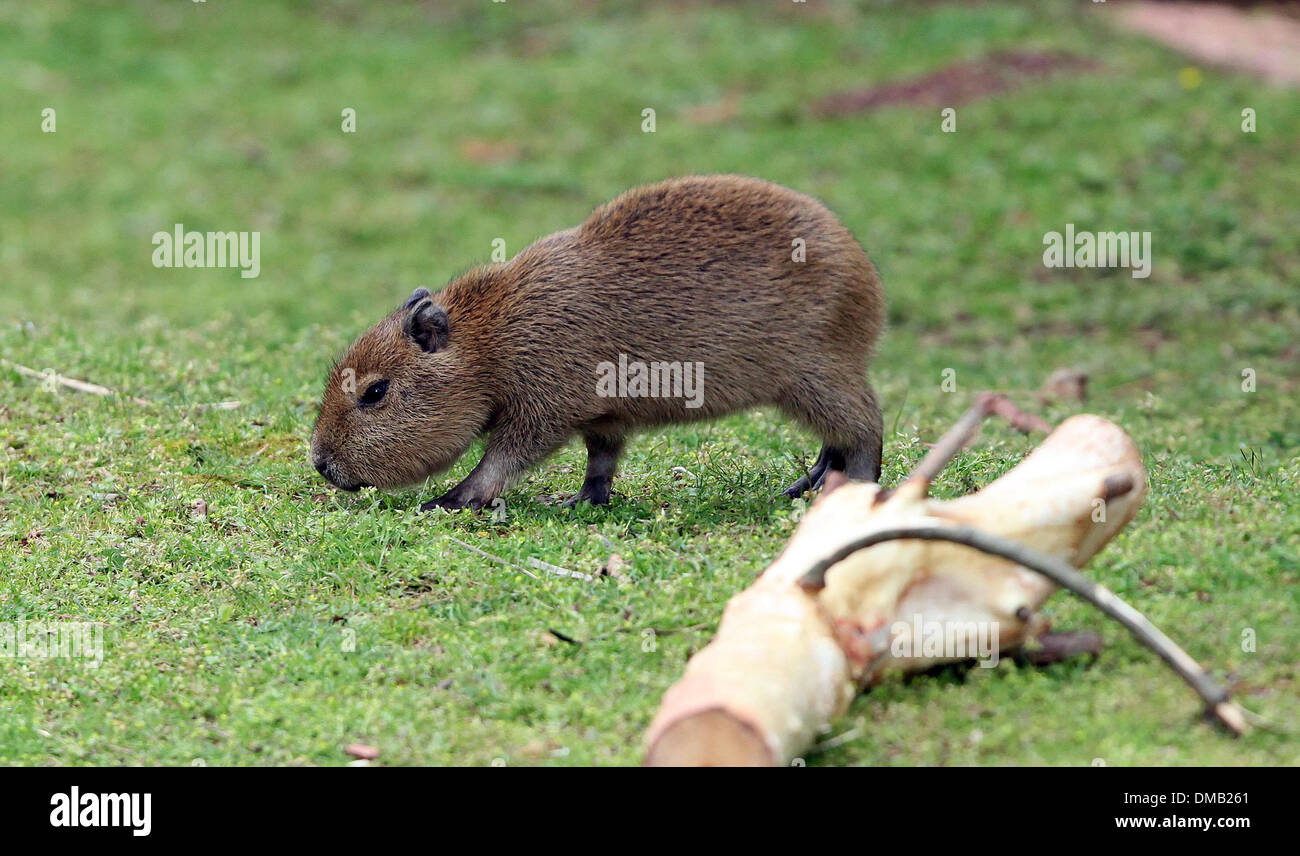 Capibara in uno zoo immagini e fotografie stock ad alta risoluzione - Alamy