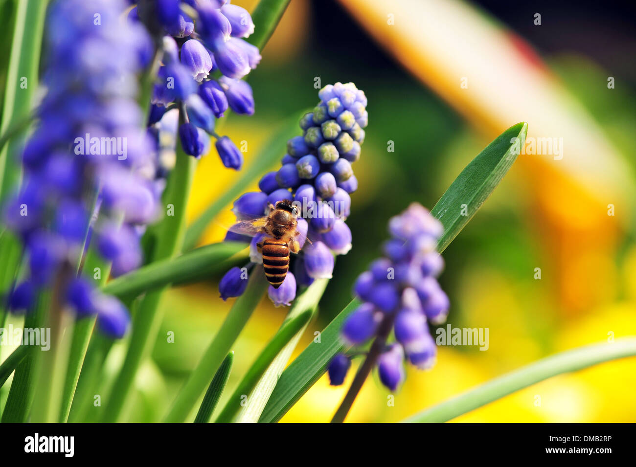 Ape e fiore immagini e fotografie stock ad alta risoluzione - Alamy