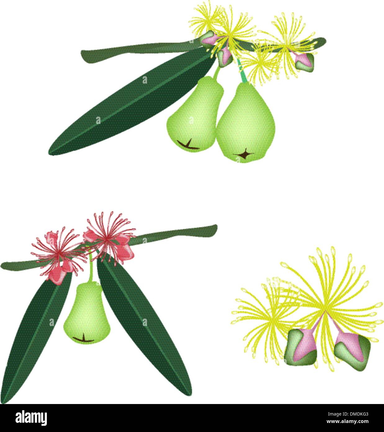 Verde java Immagini Vettoriali Stock - Alamy