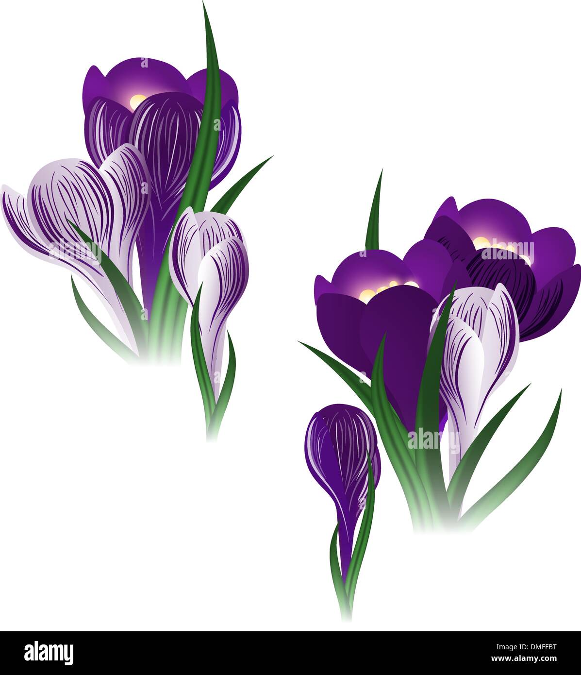 Crocus fiore Immagini Vettoriali Stock - Alamy