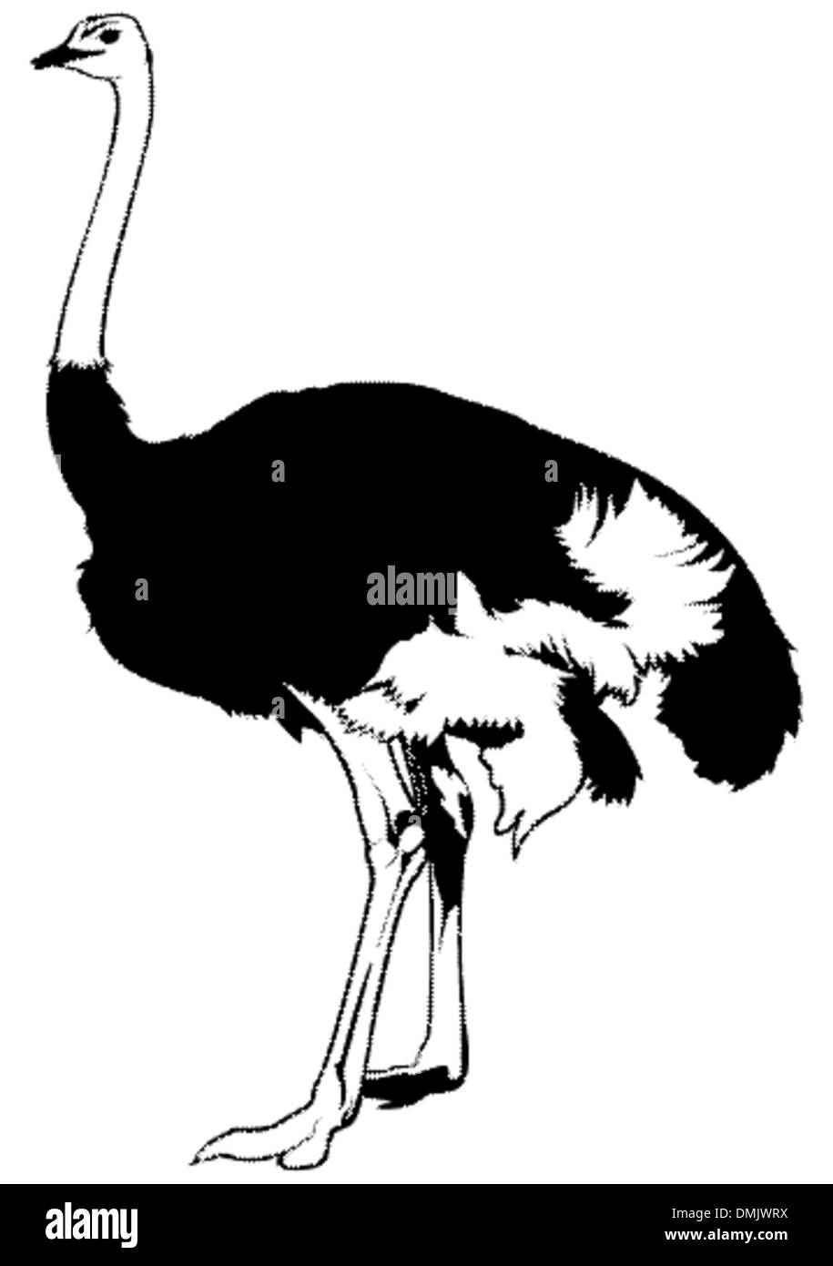 Disegno di struzzo Immagini senza sfondo e Foto Stock ritagliate - Alamy