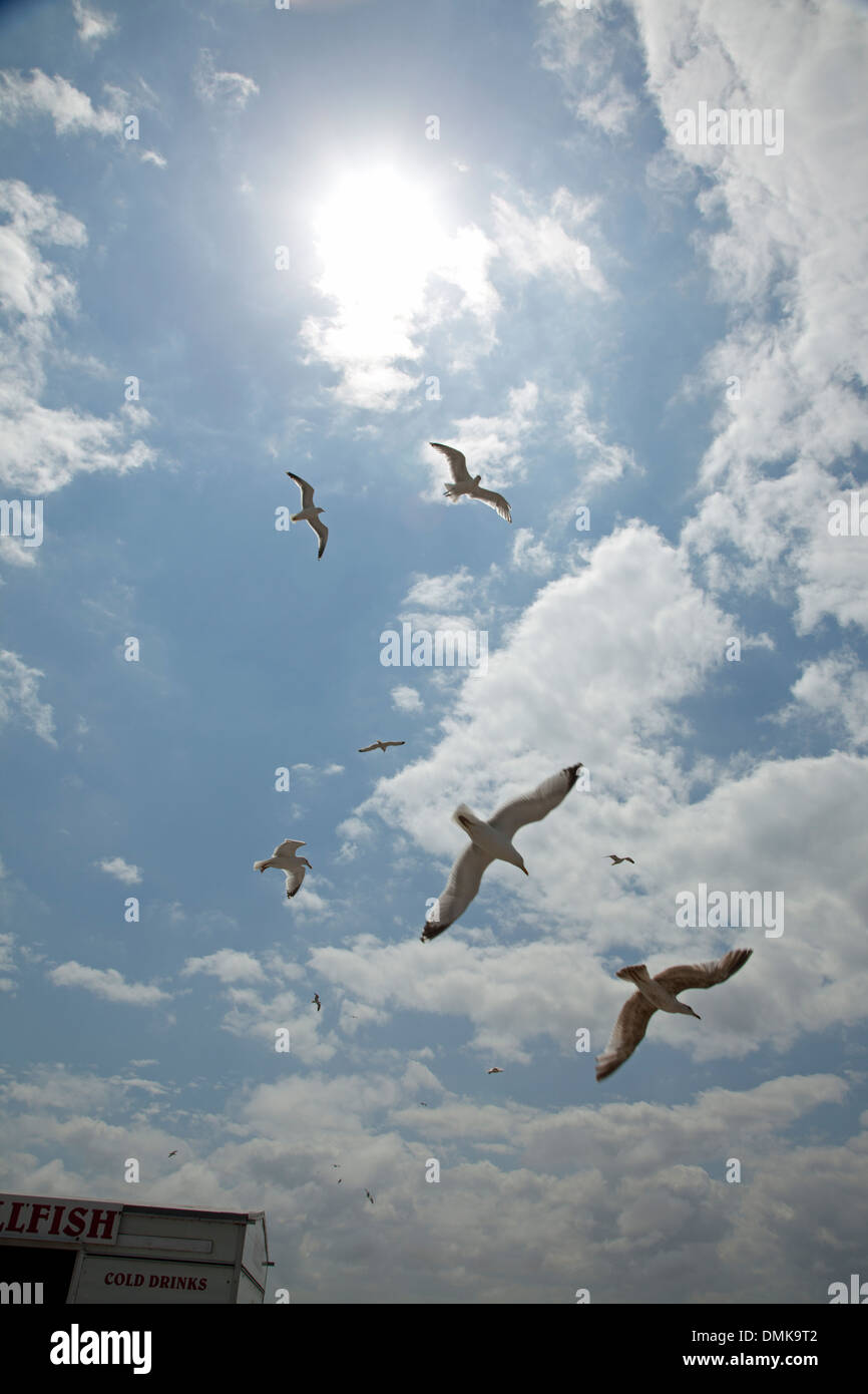 Gabbiani gabbiani gabbiani gabbiani al mare in volo immagini e ...