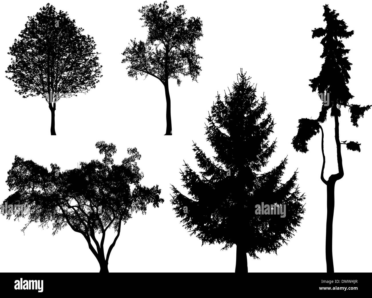 Alberi di ontano Immagini Vettoriali Stock - Alamy