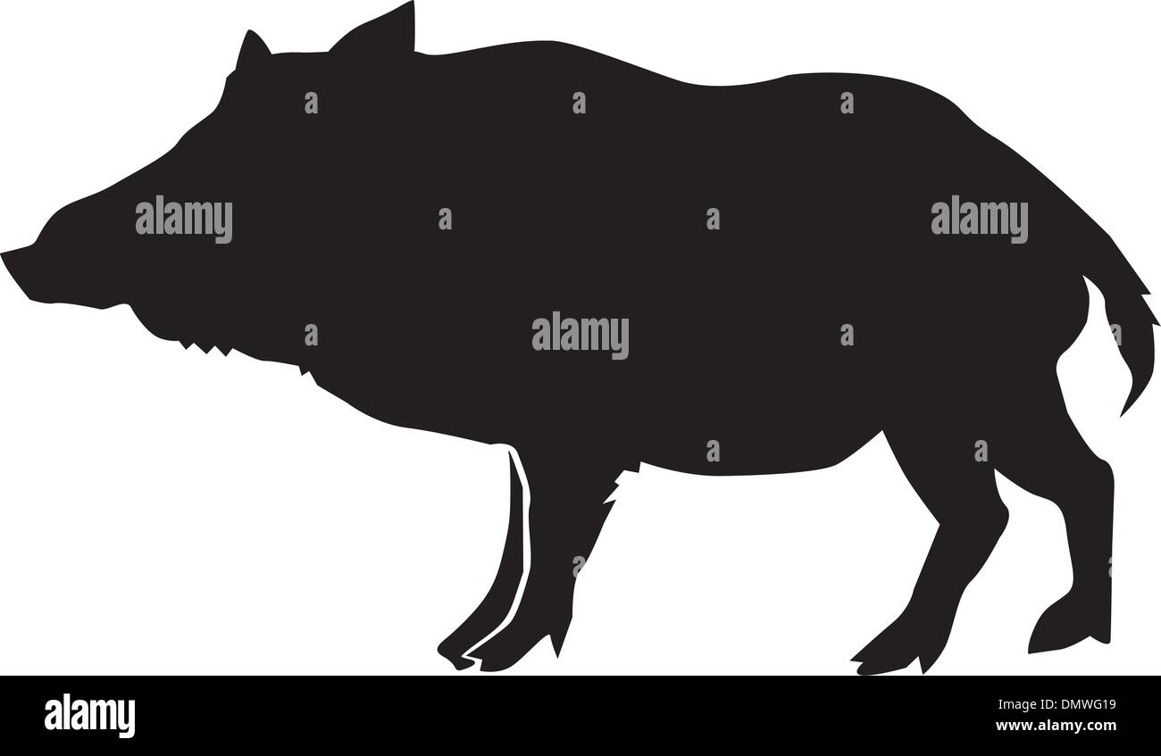 Illustrazione di cinghiale Immagini Vettoriali Stock - Alamy
