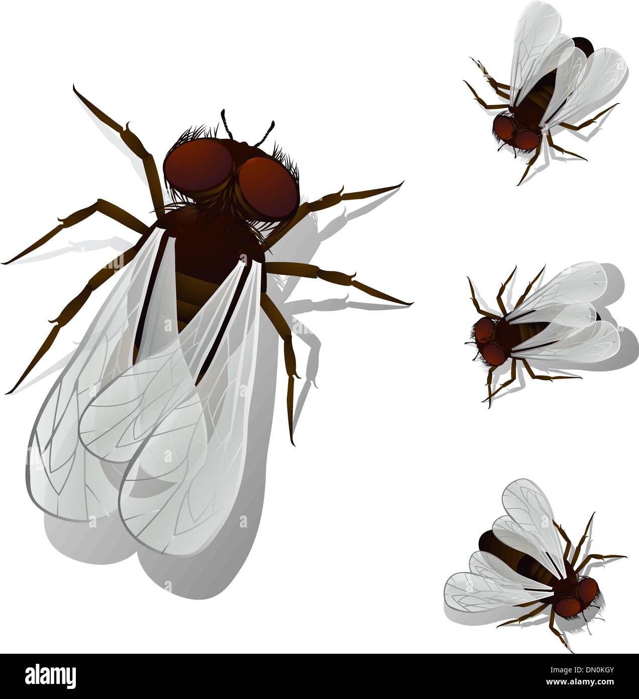 Piccola mosca domestica Immagini Vettoriali Stock - Alamy