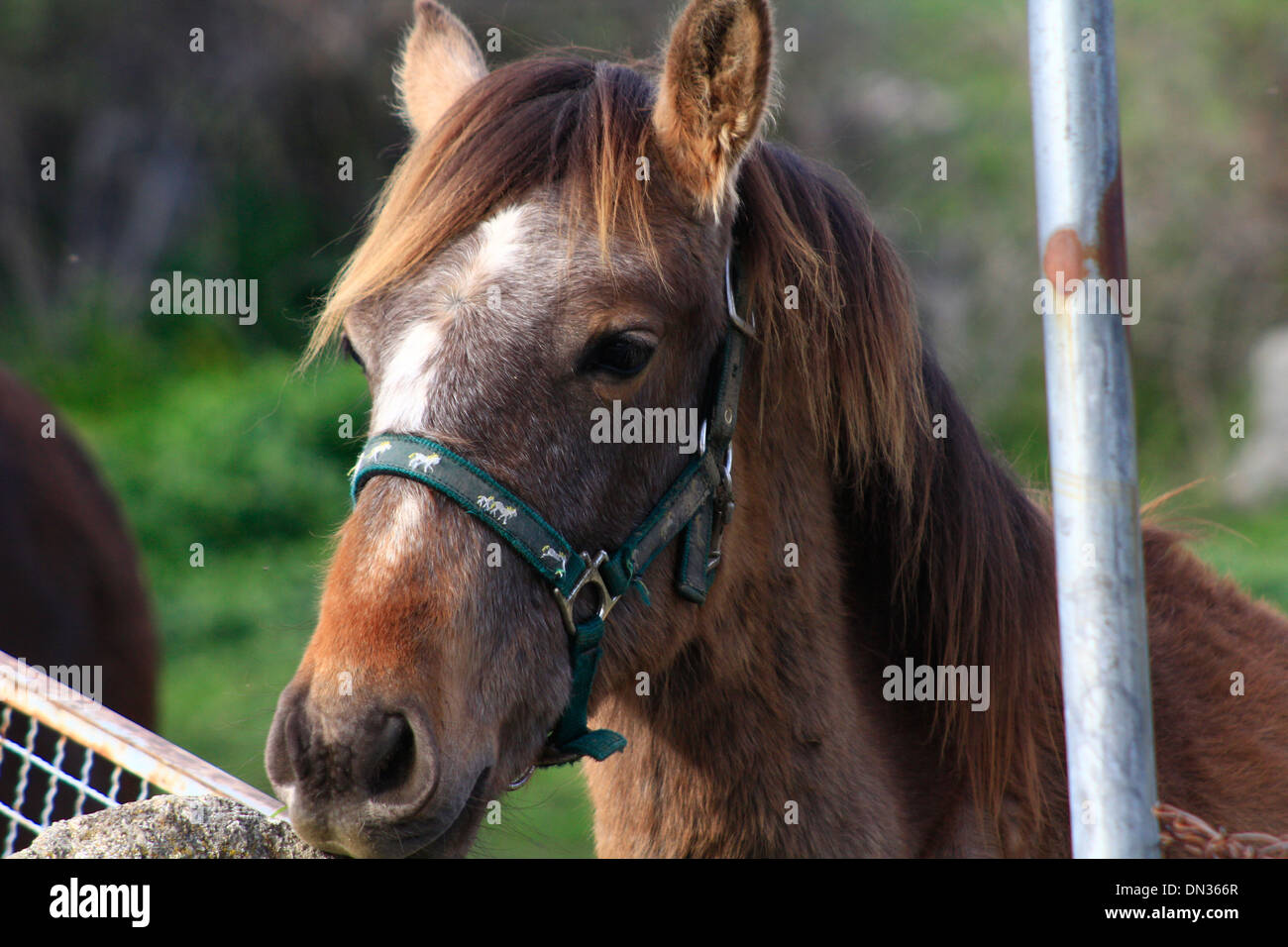 Cavallo bianco con macchie marroni immagini e fotografie stock ad alta ...