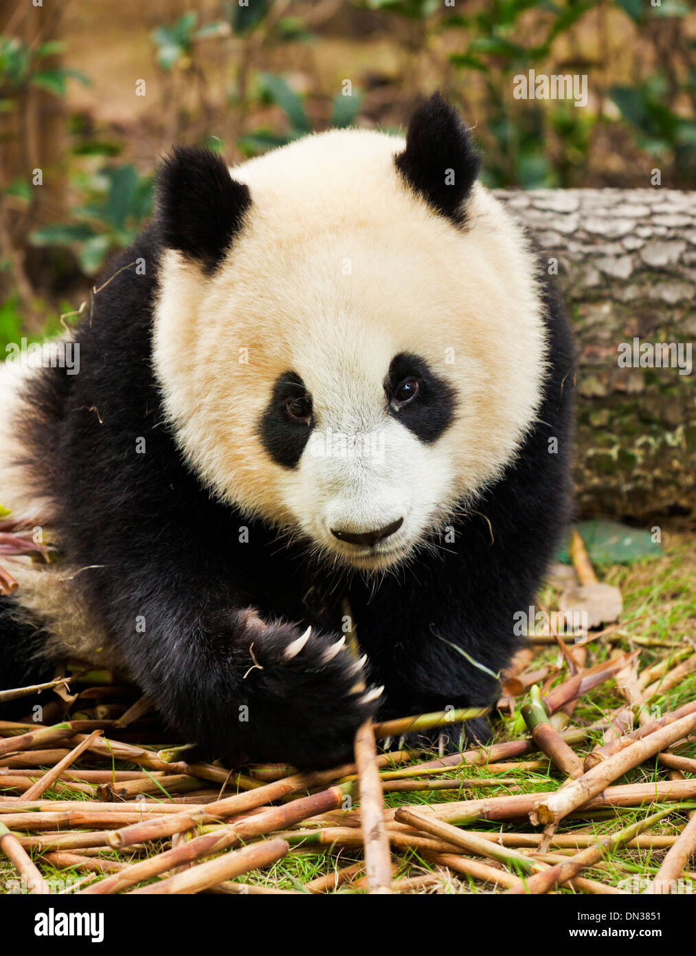 Panda cub immagini e fotografie stock ad alta risoluzione - Alamy