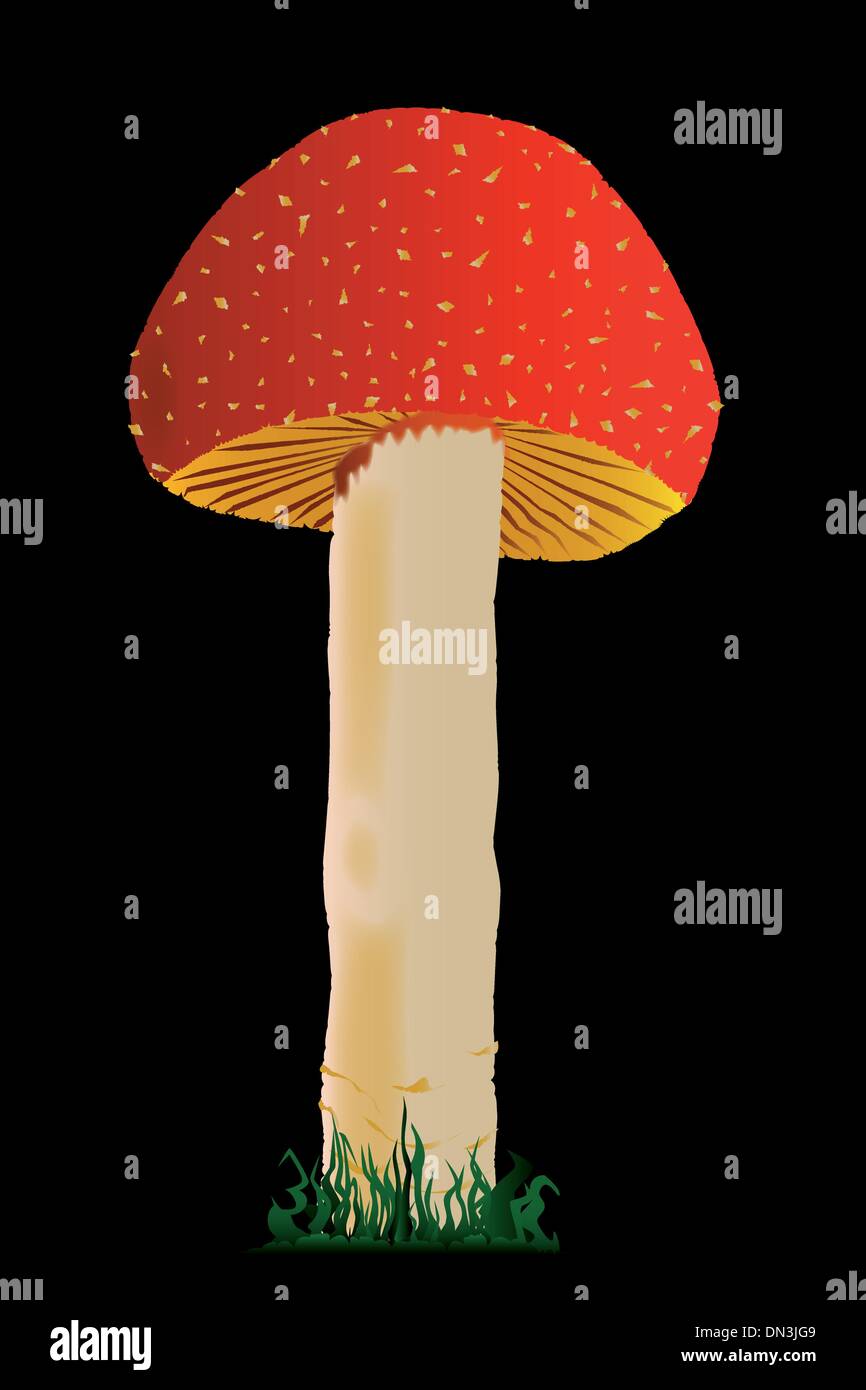 Fungo commestibile Immagini Vettoriali Stock - Alamy