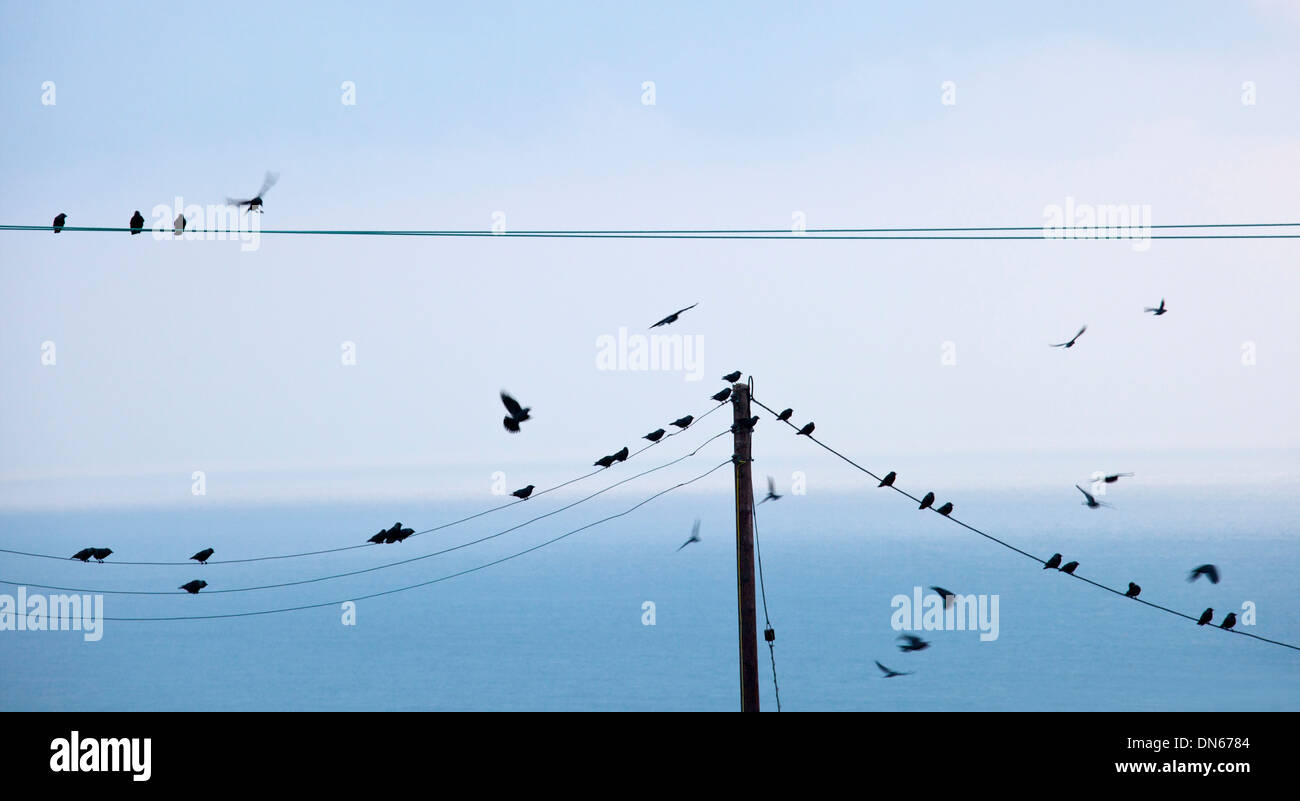 Sagoma di uno stormo di storni immagini e fotografie stock ad alta ...