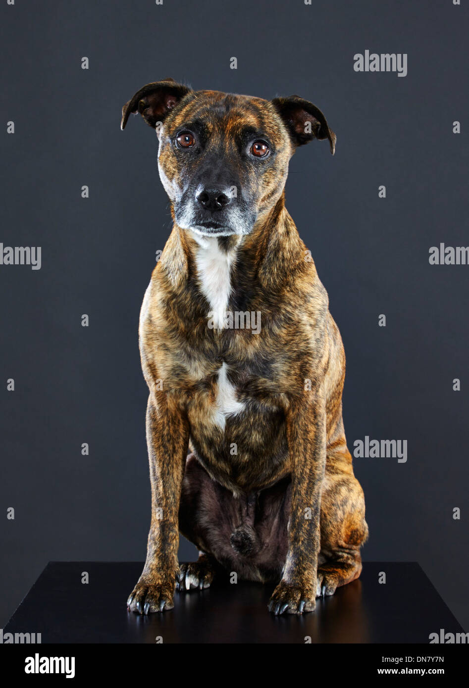 Brindle staffordshire terrier immagini e fotografie stock ad alta ...