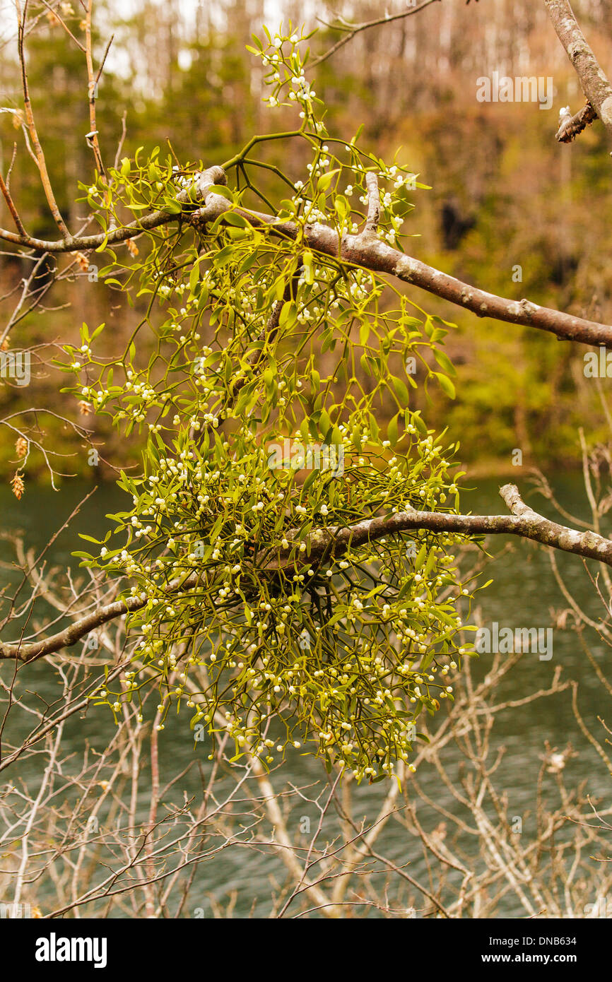 Pianta del vischio immagini e fotografie stock ad alta risoluzione - Alamy