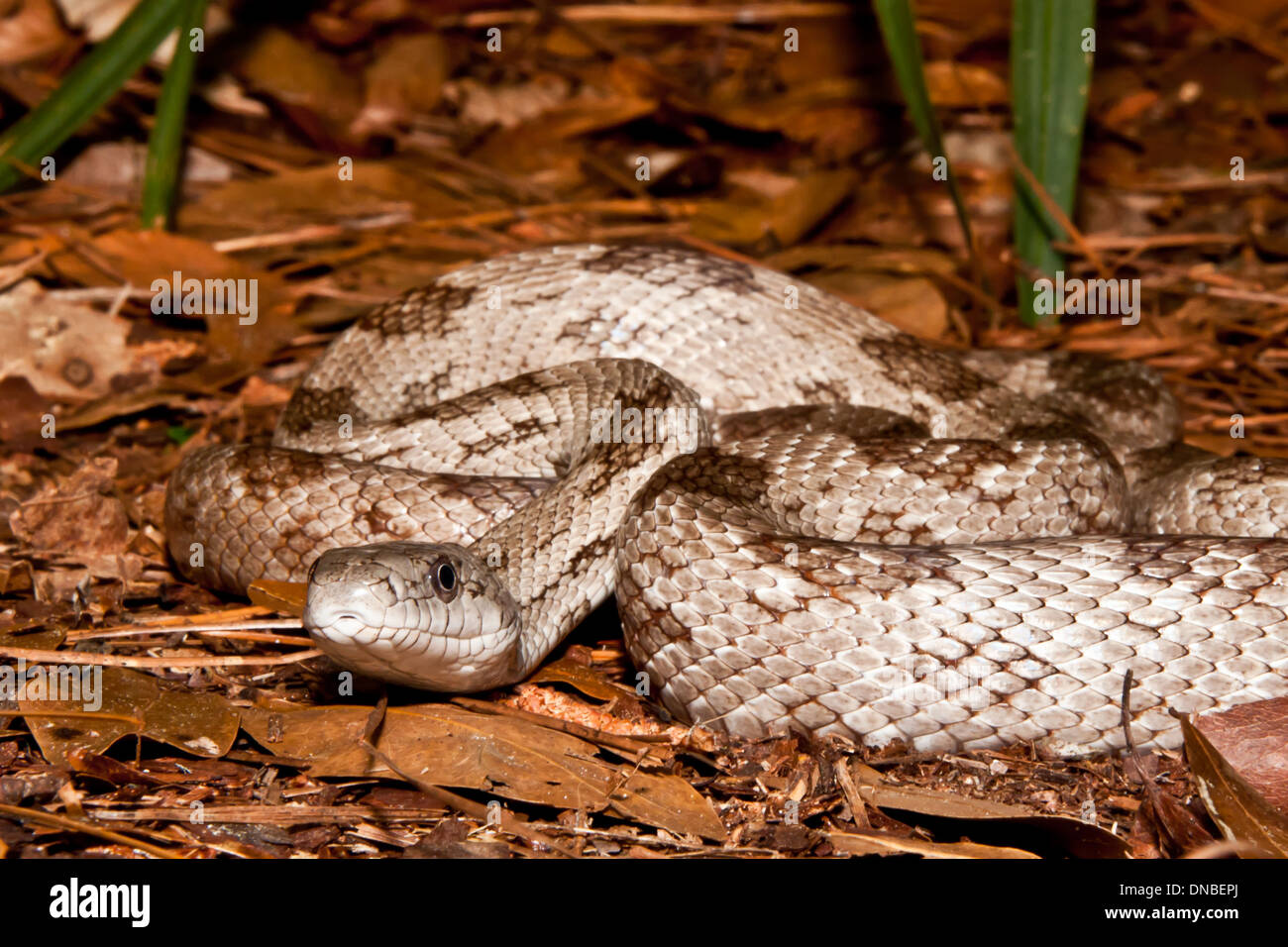 Serpente di ratto grigio immagini e fotografie stock ad alta ...