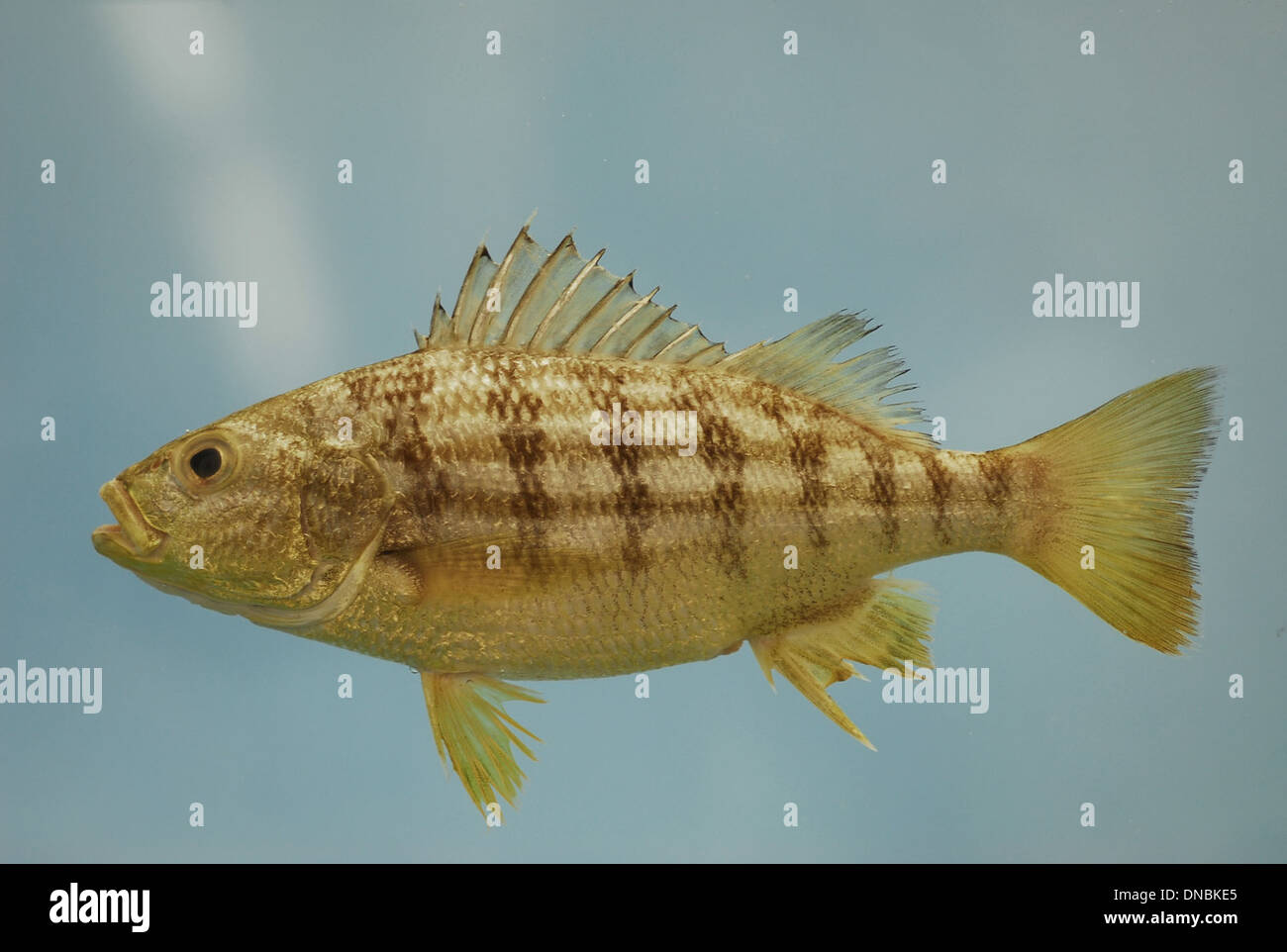 Conodon nobilis immagini e fotografie stock ad alta risoluzione - Alamy