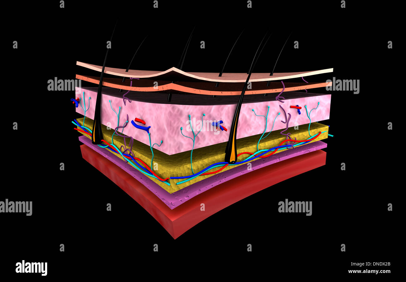 Strati del corpo umano immagini e fotografie stock ad alta risoluzione ...
