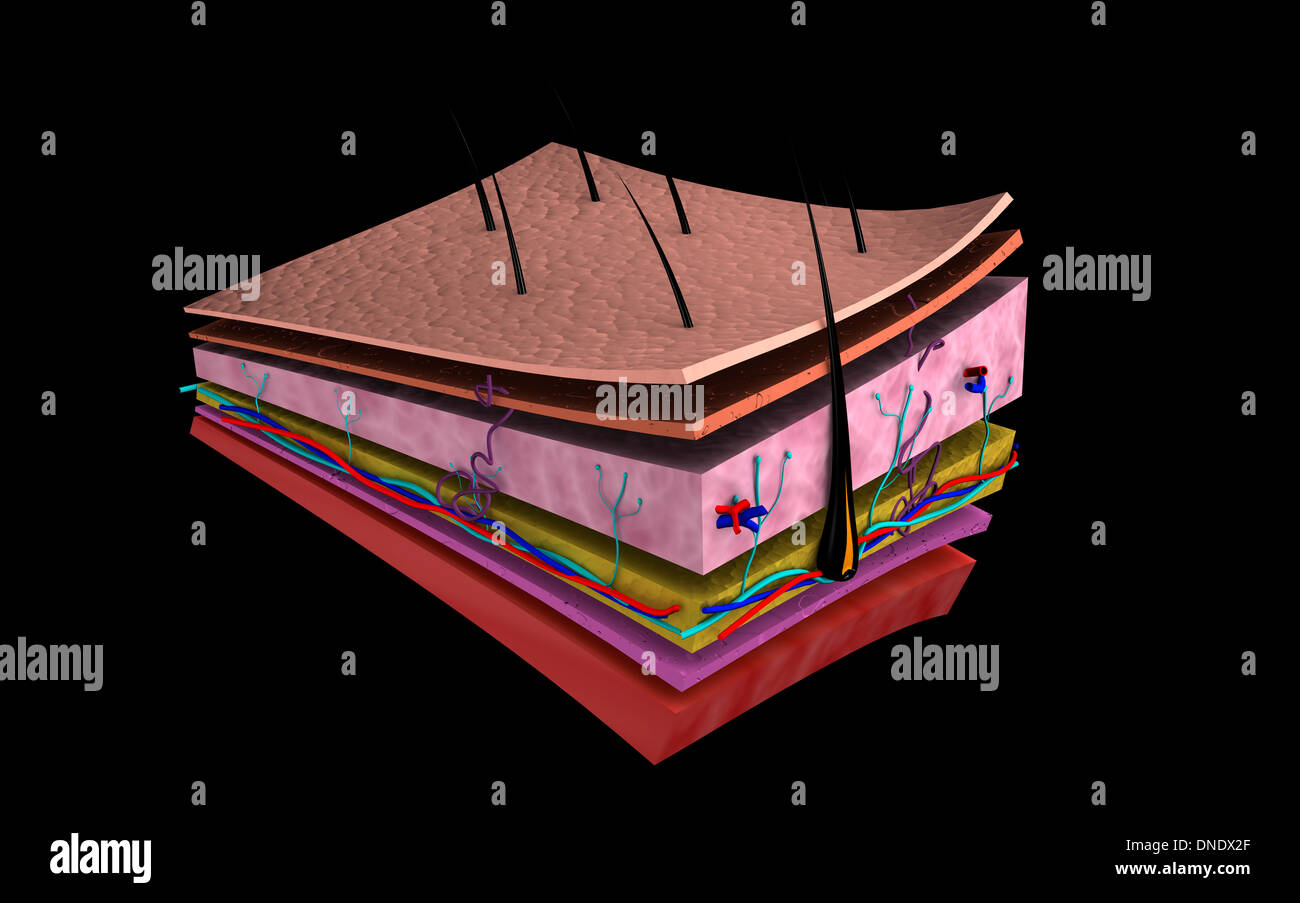 Strati del corpo umano immagini e fotografie stock ad alta risoluzione ...
