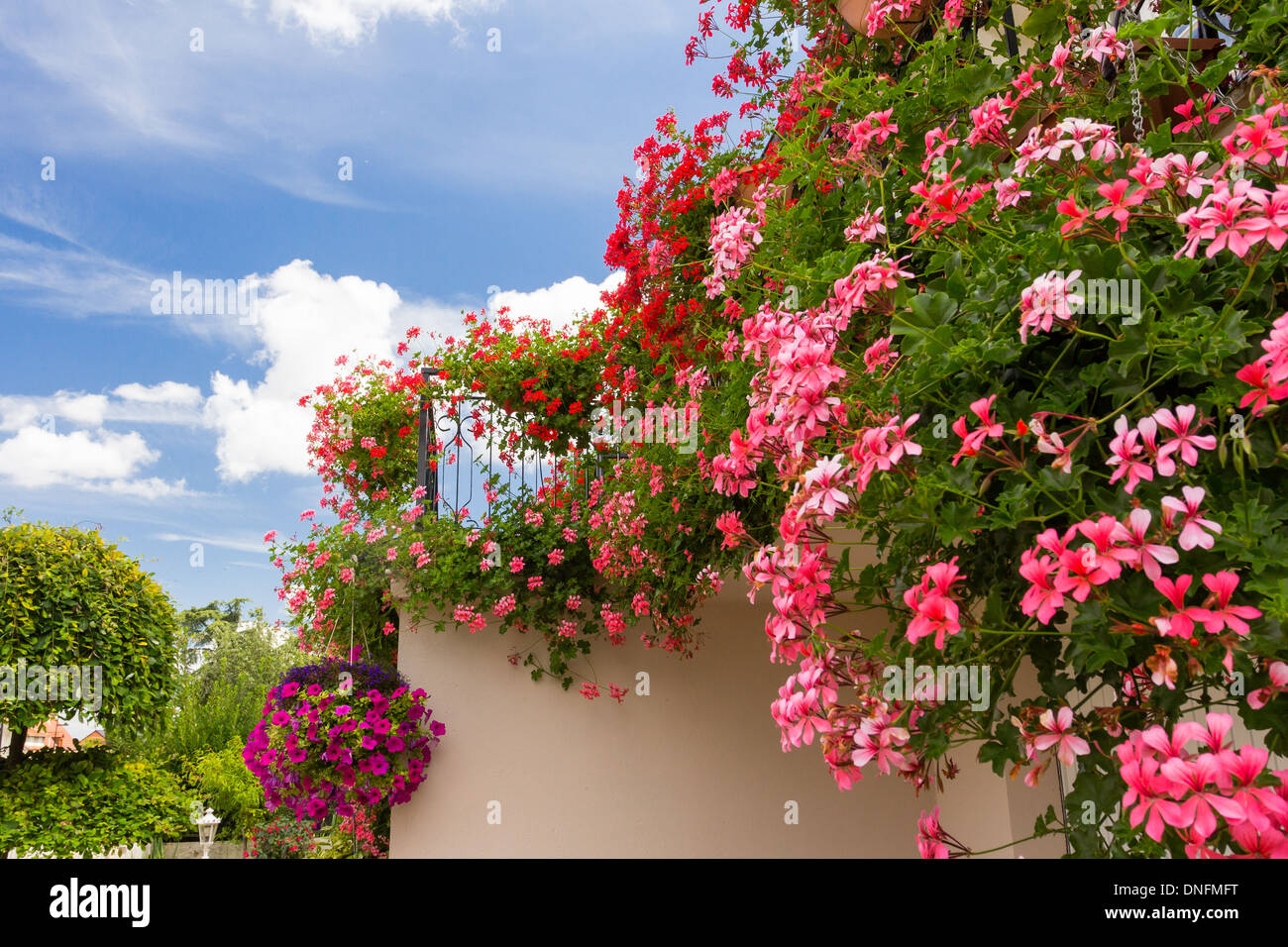 Pelargonium peltatum, nomi comuni ivy-foglia di geranio e cascata di ...