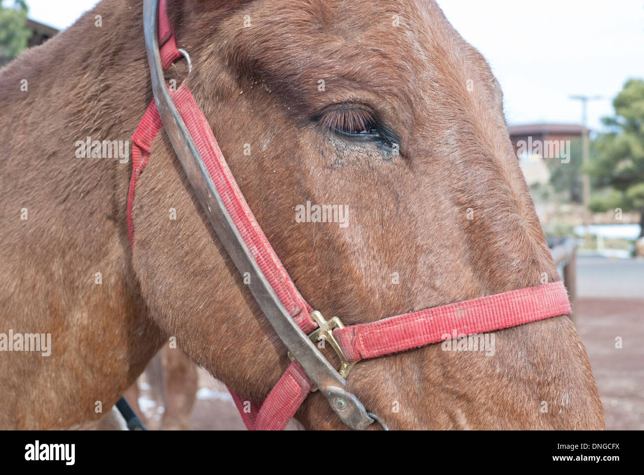 Mule ride grand canyon immagini e fotografie stock ad alta risoluzione ...