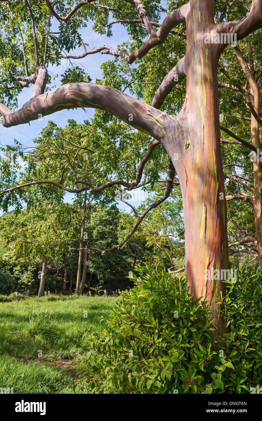 La colorata e magica Rainbow eucalipto, Eucalyptus deglupta Foto stock ...