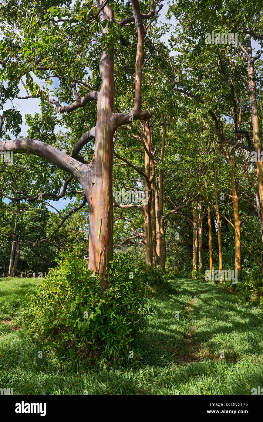 La colorata e magica Rainbow eucalipto, Eucalyptus deglupta Foto stock ...