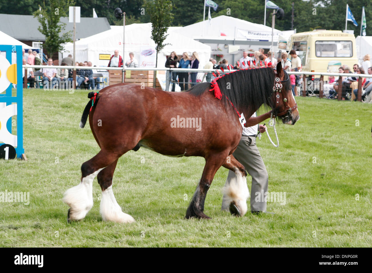 Working shire horse immagini e fotografie stock ad alta risoluzione - Alamy