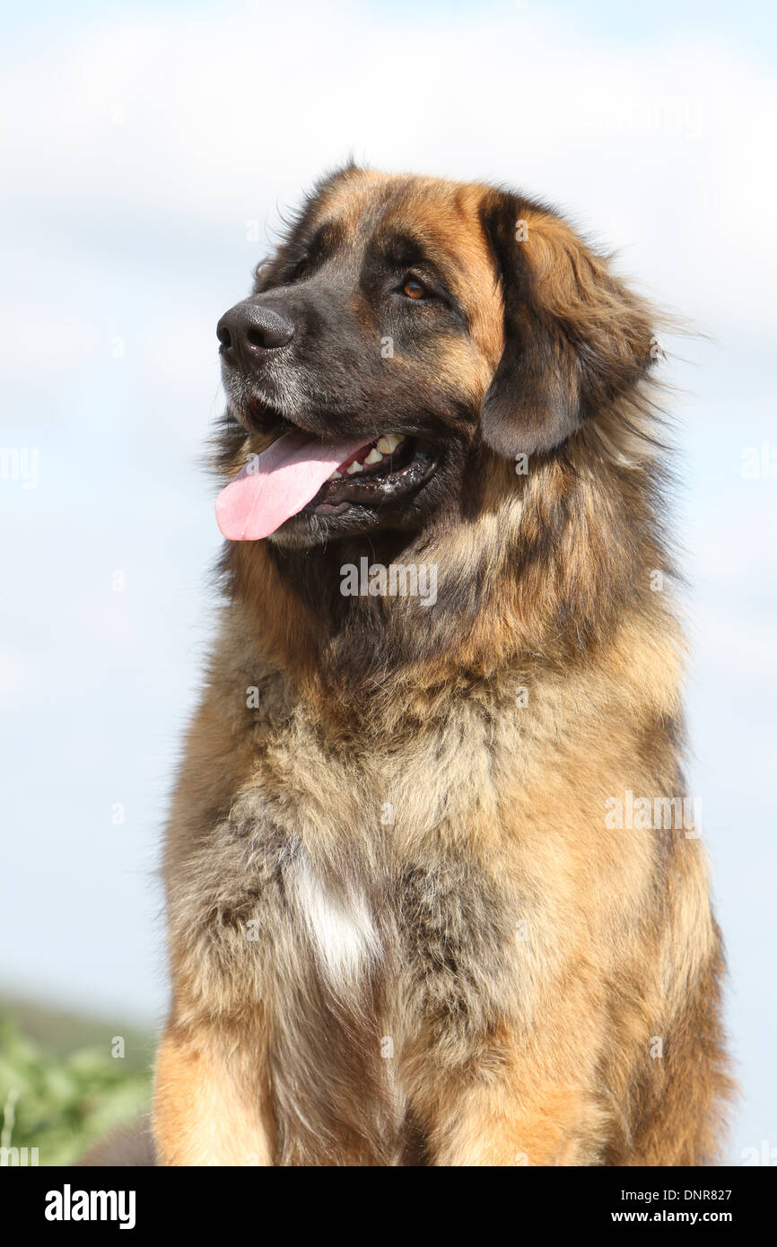 Large leonberger dog immagini e fotografie stock ad alta risoluzione ...