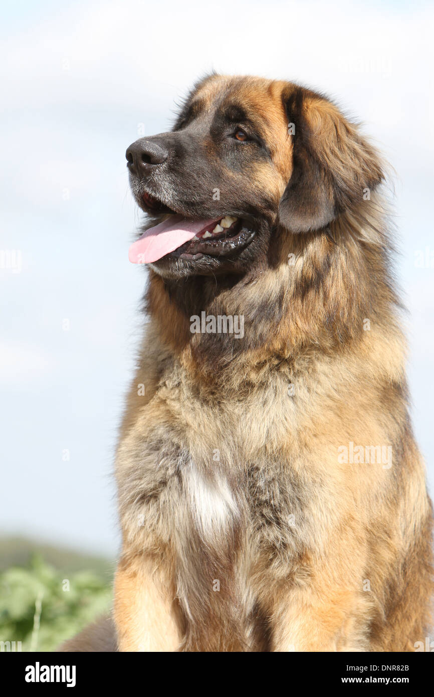 Large leonberger dog immagini e fotografie stock ad alta risoluzione ...