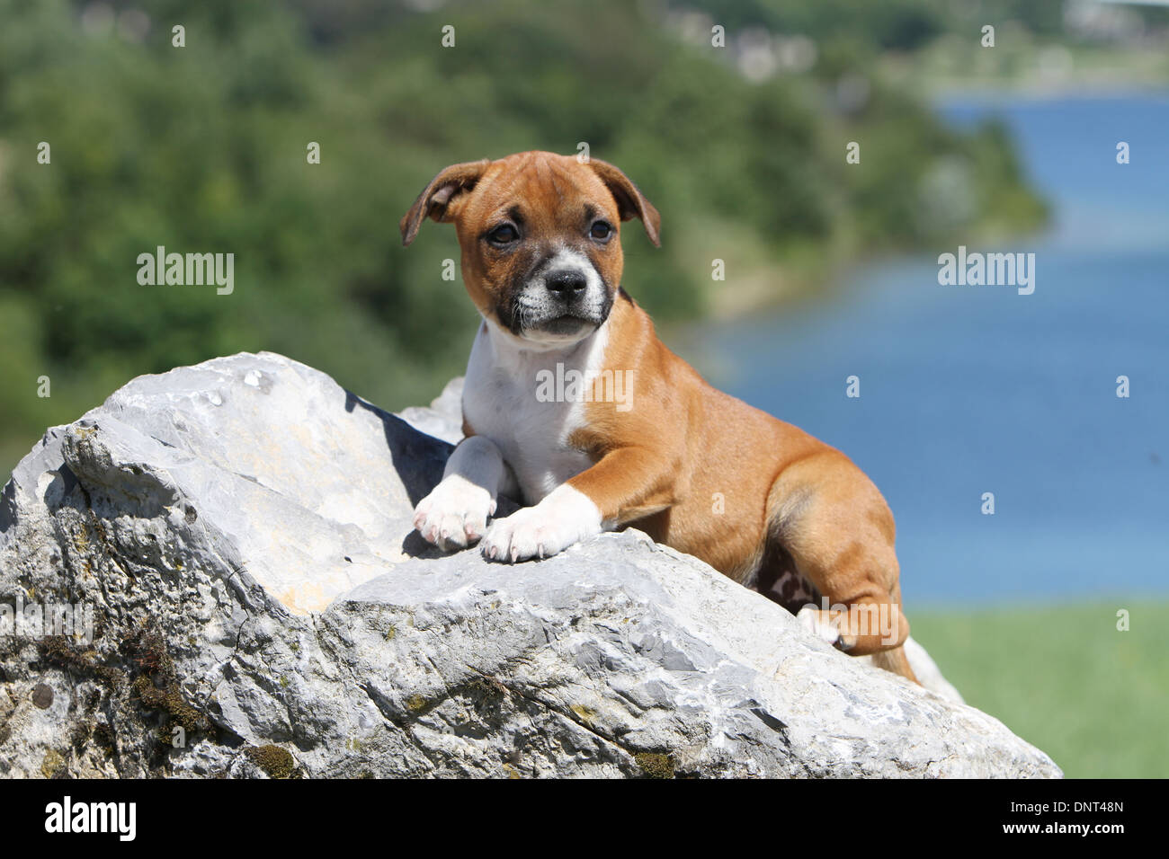 Red staffordshire bull terrier lying immagini e fotografie stock ad ...