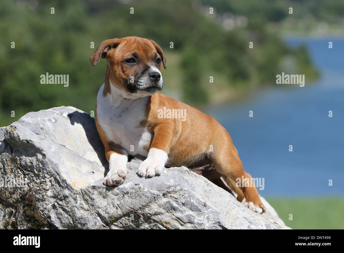 Red staffordshire bull terrier lying immagini e fotografie stock ad ...