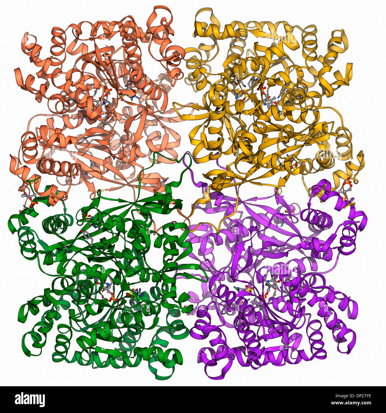 Metabolismo del glicogeno immagini e fotografie stock ad alta ...